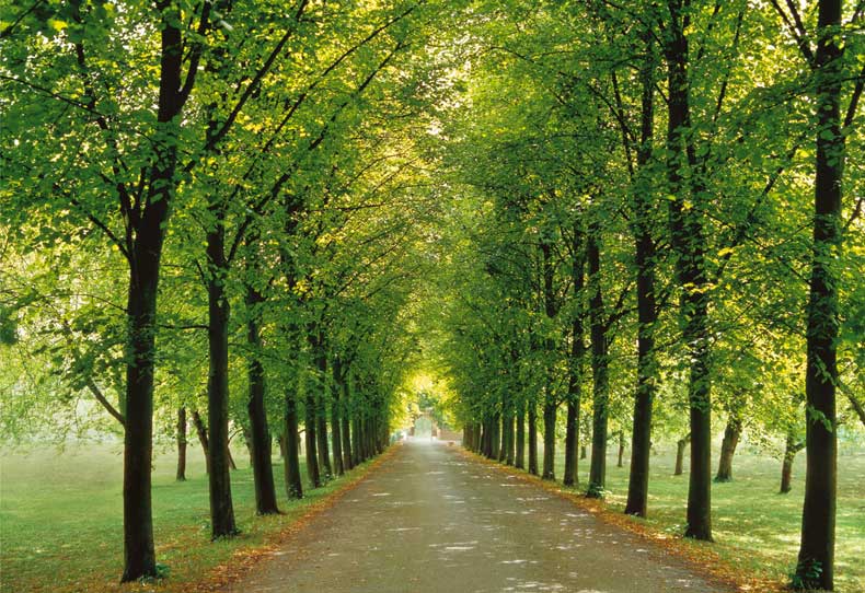 Its Cool Forest Roads | all about photo