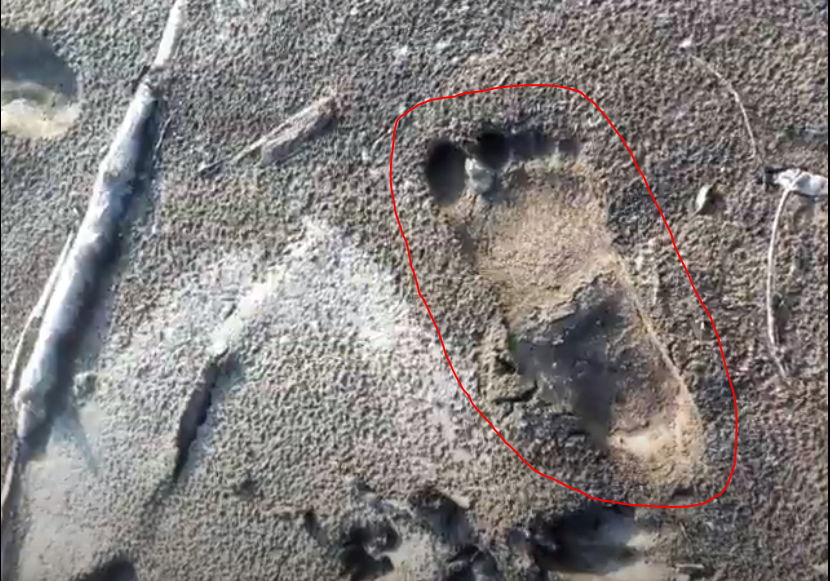 RMSO Bigfoot: British Columbia Bigfoot Evidence Video