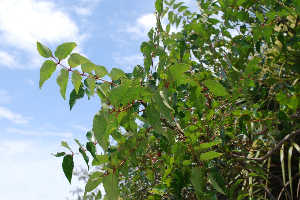 Space Coast Wildflowers: Weeds and Other Wildflowers Along the Bike ...