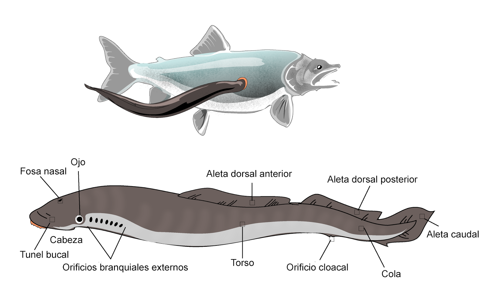 Miradoiro Dixital: TUTORIAL: LAMPREA, CARACTERÍSTICAS Y RECETAS