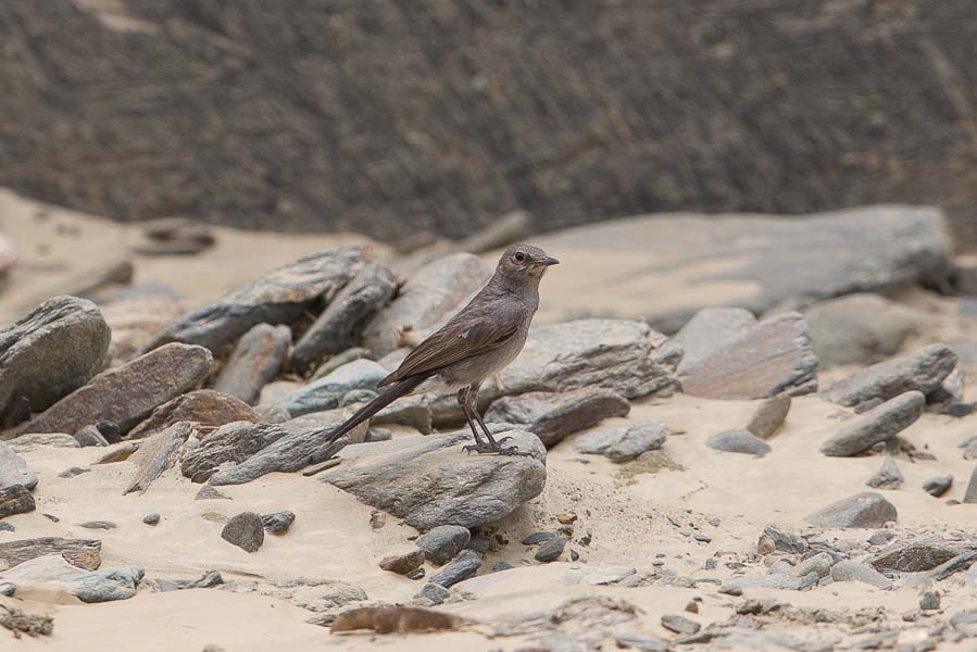 Birds of Saudi Arabia: Bani Malik