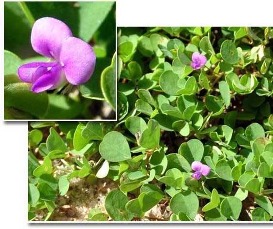 Therapeutic value of Desmodium triflorum or " Heen undupialli"