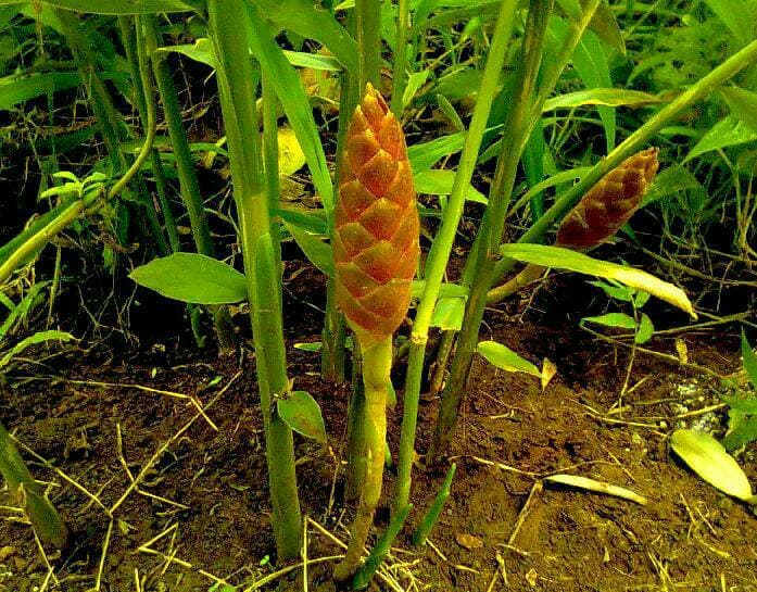Manfaat Bangle Untuk Kulit Dan Efek Sampingnya - TAMAN TANAMAN HIAS