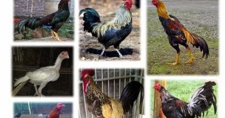 Ragam Jenis Ayam Kampung | Ternak Ayam