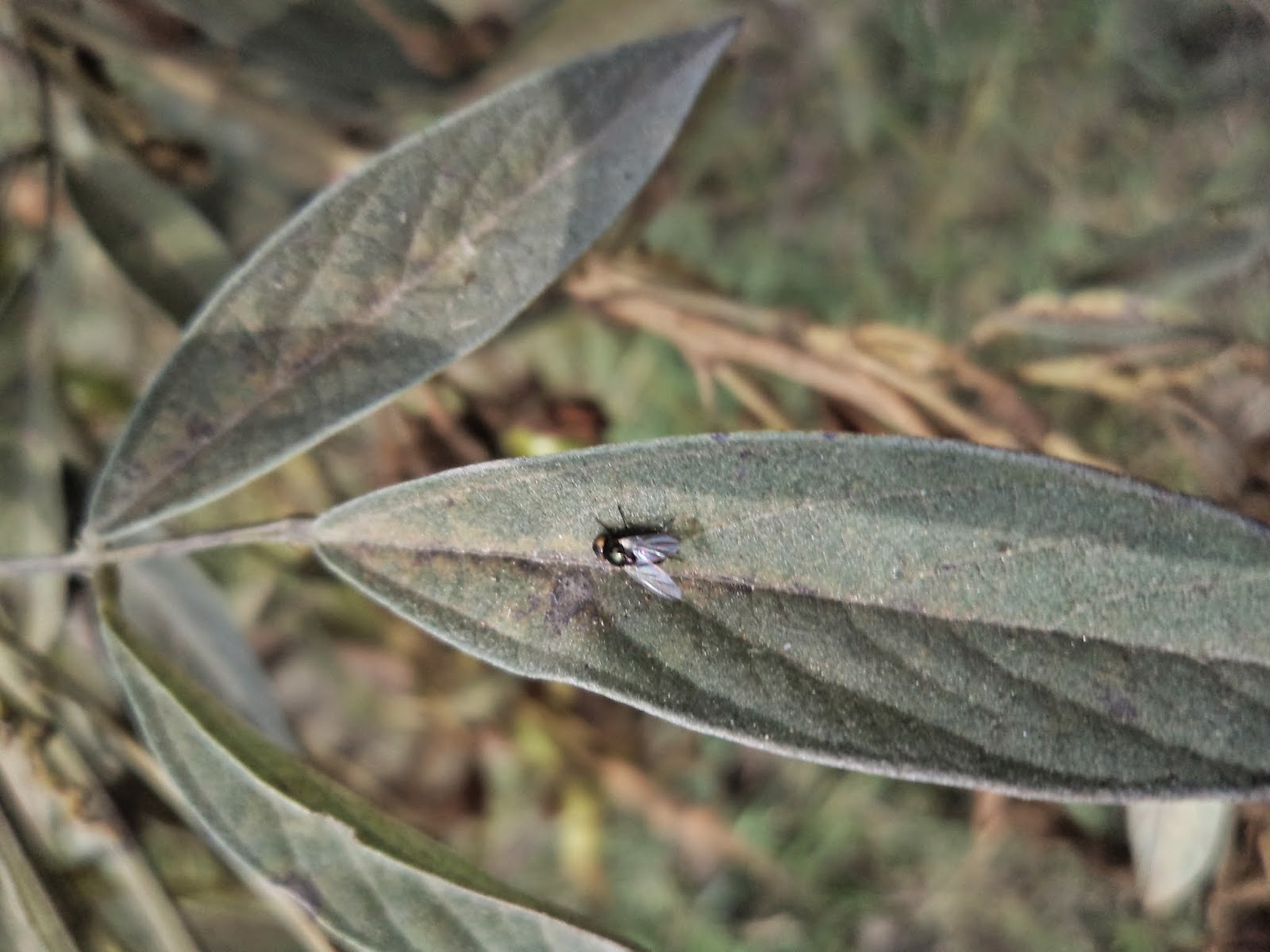 Its Sandy's World...: Some real field photos of Insect Pests of Pigeon ...