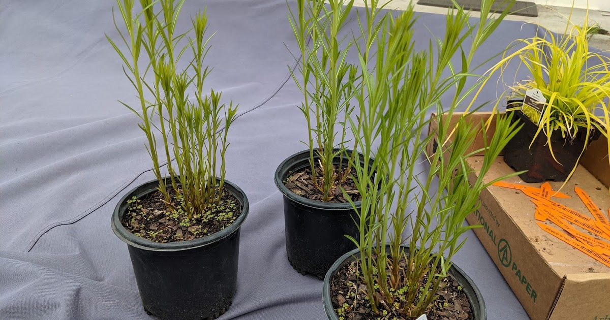 Amsonia Butterscotch - Three Planted - May 2021