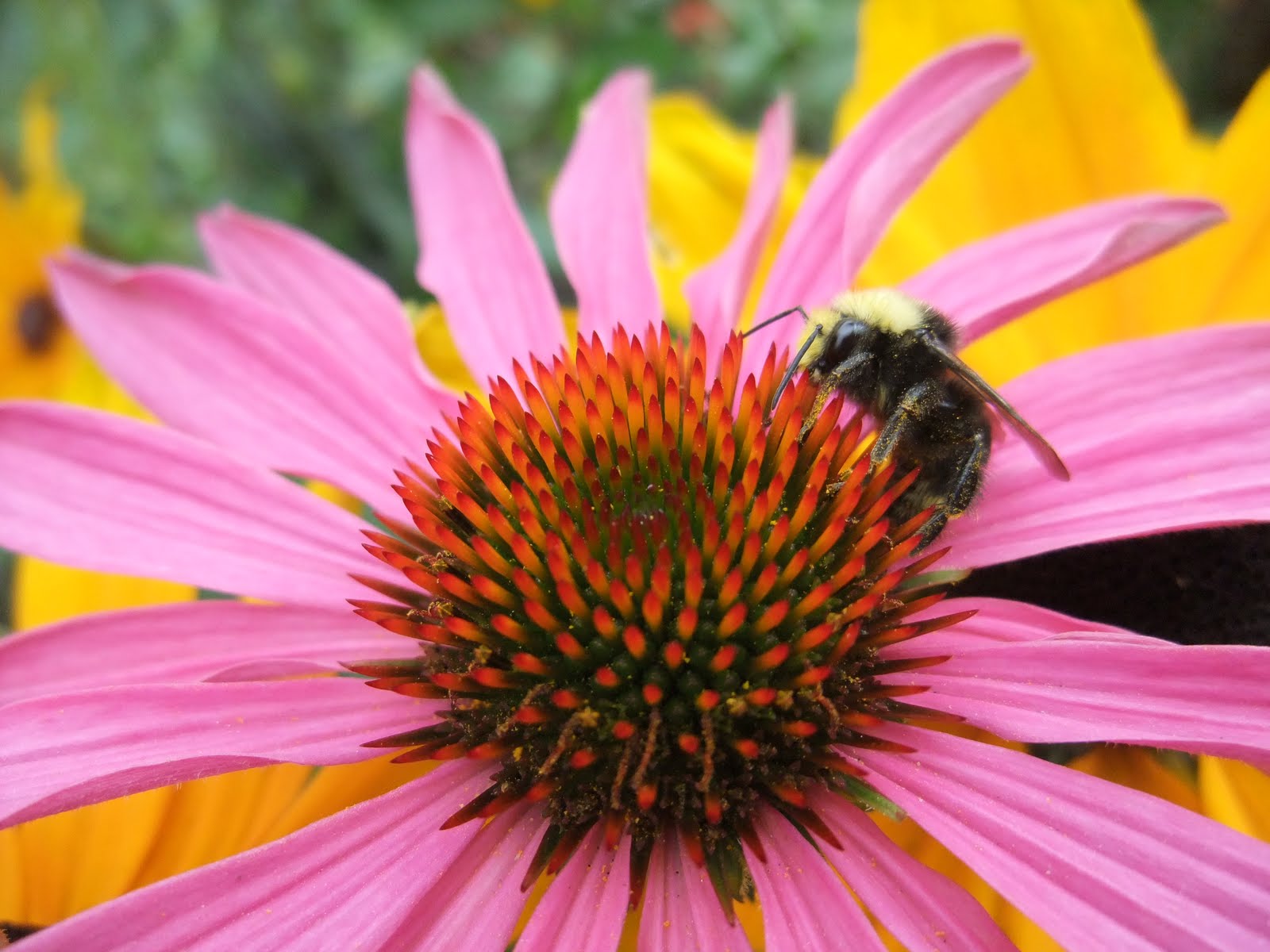 Colourful flowers feed an array of bumble bees. - Beediverse Mason Bees
