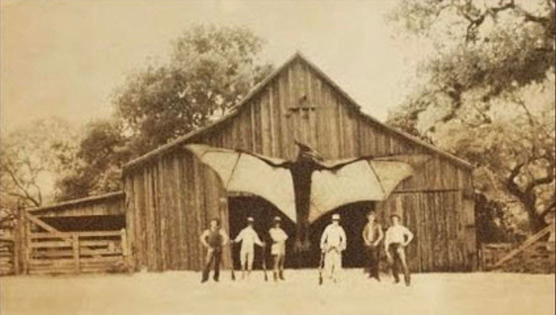 ShukerNature: EXPOSING A TRULY BATTY EXAMPLE OF A FAKE THUNDERBIRD ...