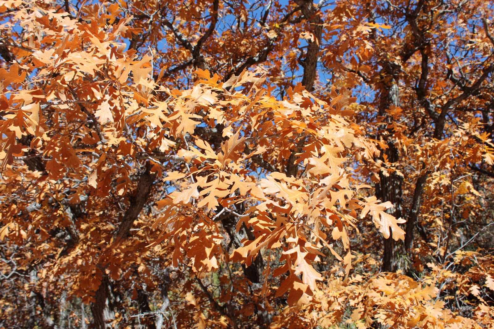 wasatch and beyond: Fall colors in Zion National Park