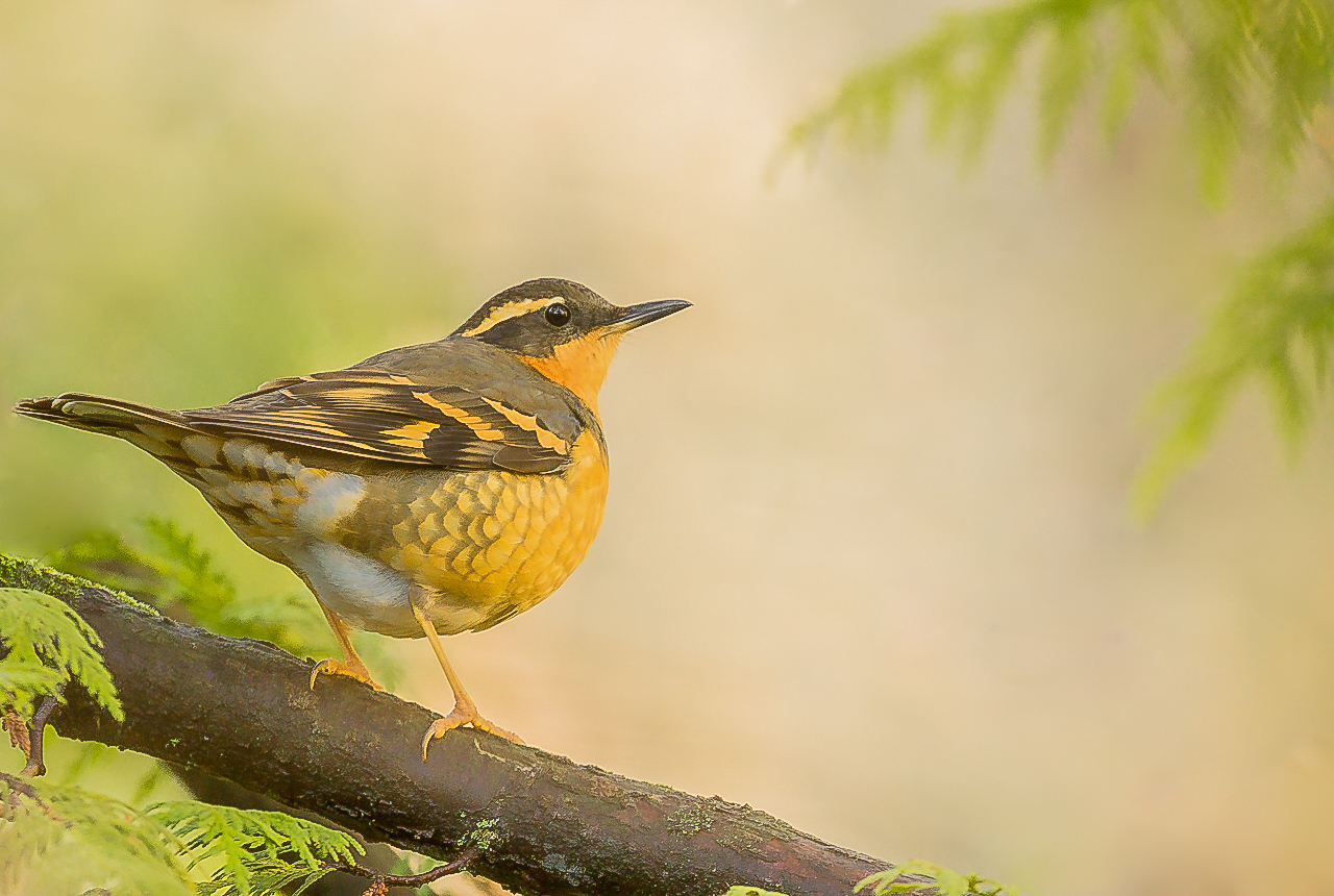 Varied Thrush Juvenile