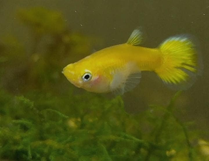 Mendadak Jadi Breeder Ikan Lemon Guppy