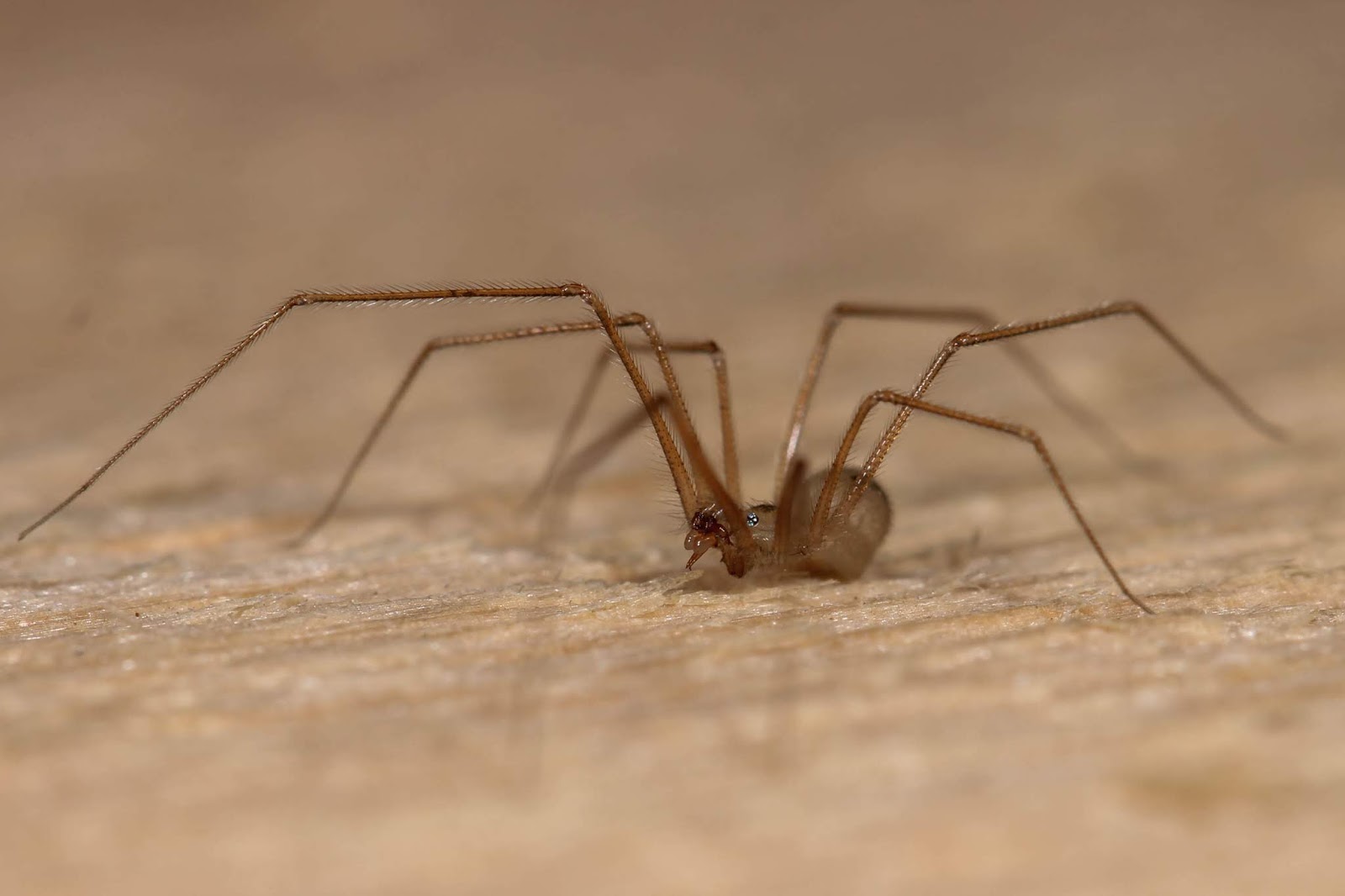 Biodiversity of Cyprus by NGO Protection of the Natural Heritage and ...