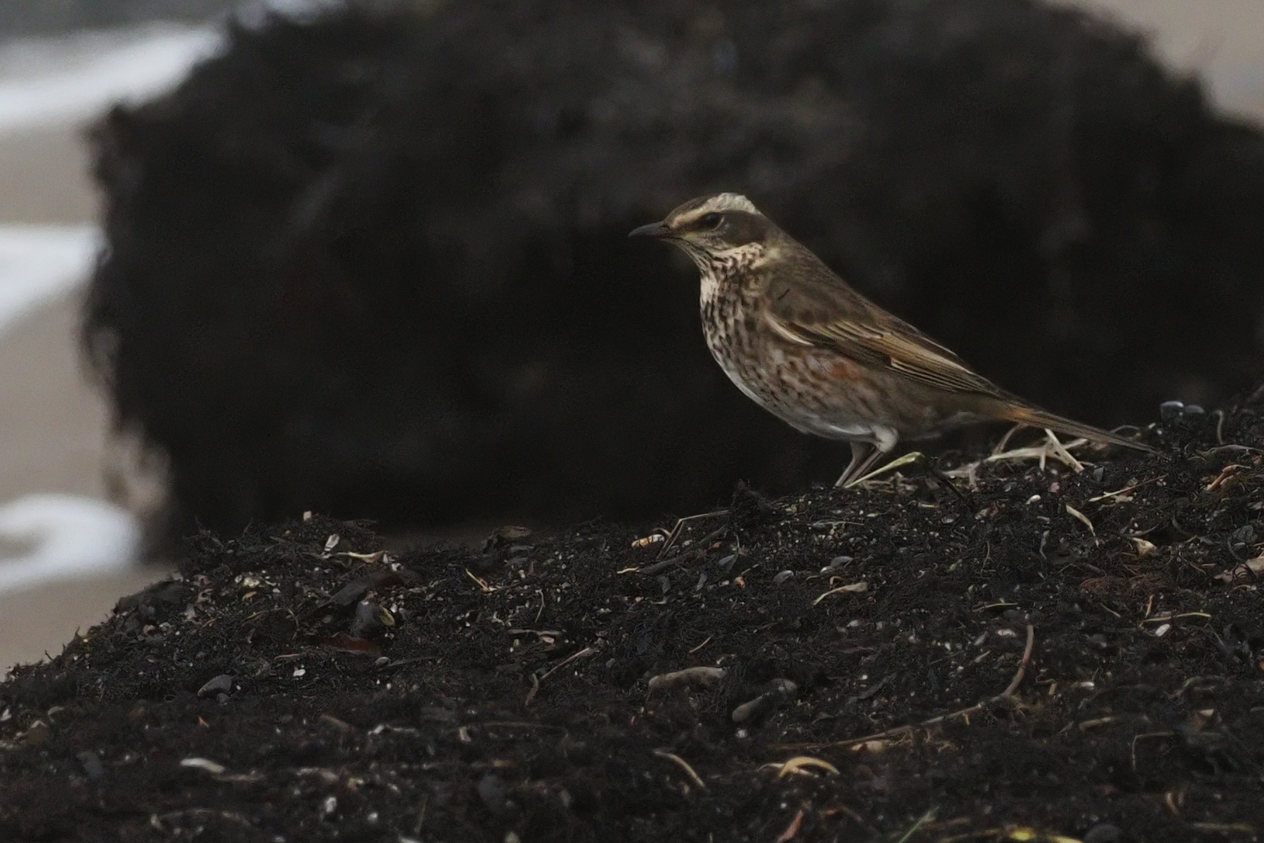 BirdsDK: Dusky Thrush (Turdus eunomus) or Dusky Thrush x Naumann's ...