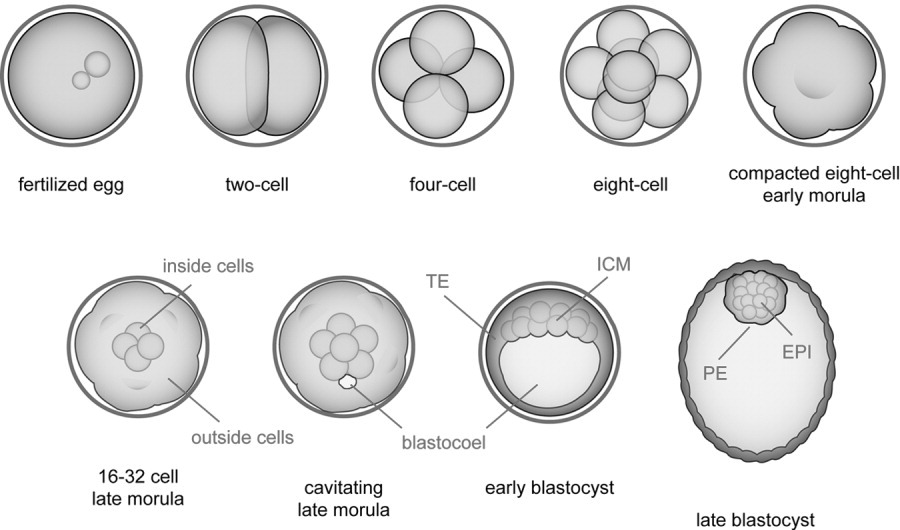 BIOLOGIA PARA A VIDA : EMBRIOLOGIA ANIMAL