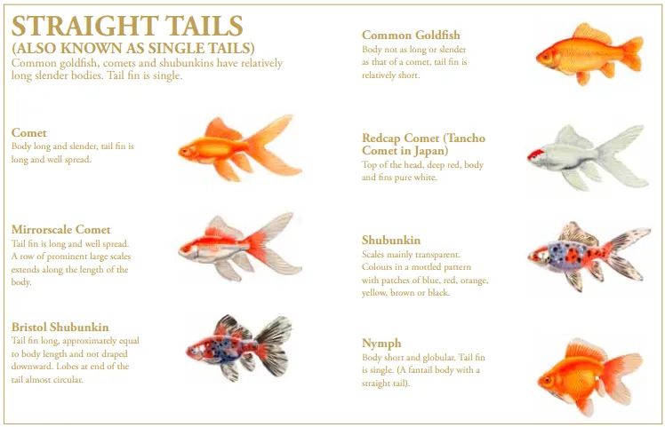 Le poisson rouge (Carassius auratus)