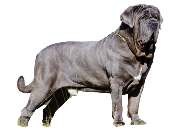 10 Dog Breeds With The Most Fearsome Look