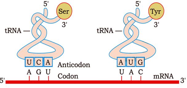 Molecular Basis of Inheritance - Notes | Class 12 | Part 6: Genetic ...