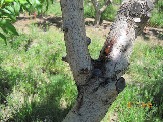 Swift's Gardening Blog - Swift Horticultural Enterprises, LLC ...