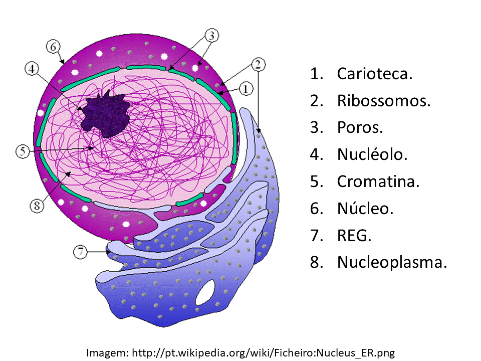 Nucleoplasma