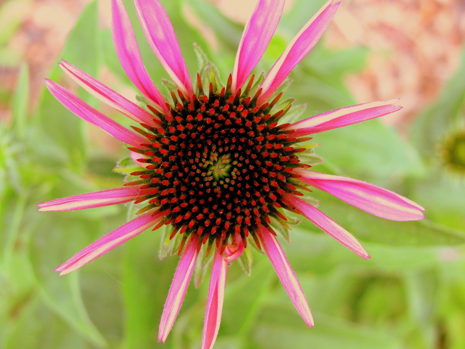 A Lifetime of Days: Fibonacci's number