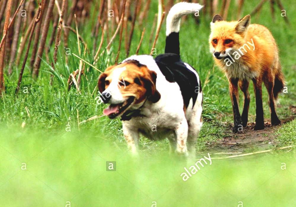 Beagle - Beagle Hunting Dog