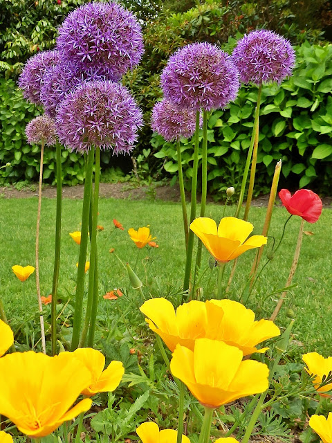 Mike's Cornwall: 15 Photos of Flowers in Cornwall, England