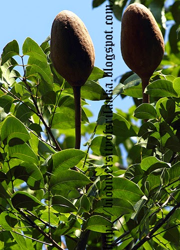 Biodiversity of Sri Lanka: මැහෝගනී[Mahogani]/Honduran mahogany ...