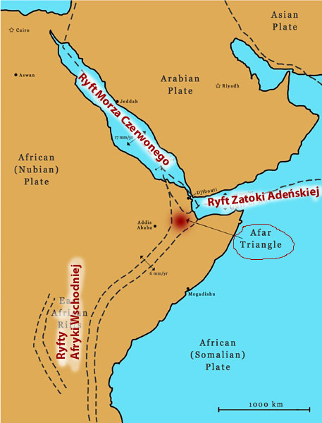 Cafe Wiedza: Skąd pochodzą pierwsi ludzie?