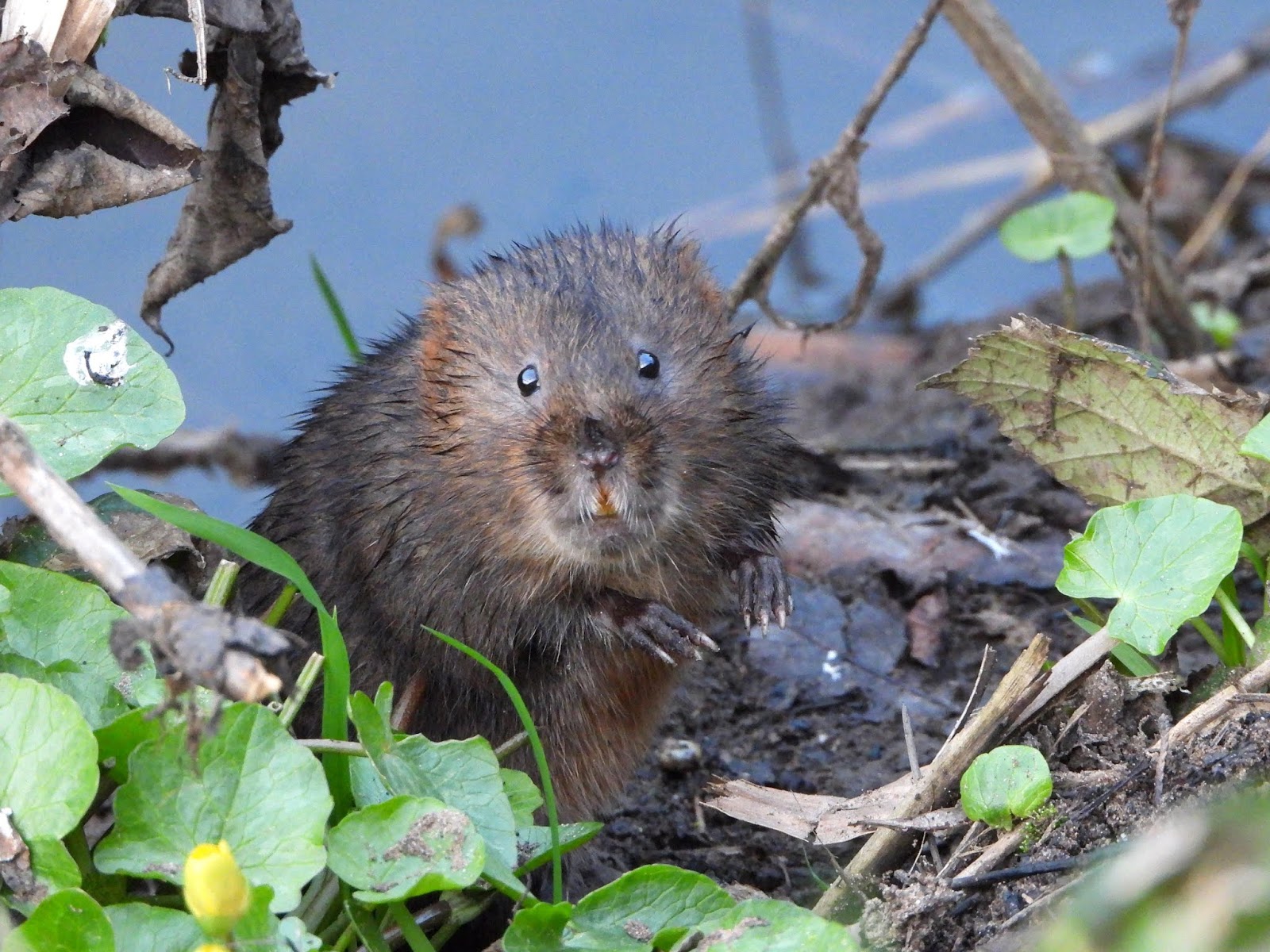 About a Brook: Now Meet the Edward German Drive Voles