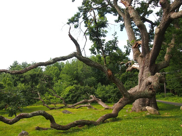 OTIS (Odd Things I've Seen): Odd Trees I’ve Seen: The Granby Oak and ...