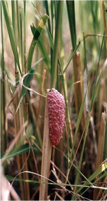 CARA MENGENDALIKAN HAMA KEONG MAS - pemuda tani