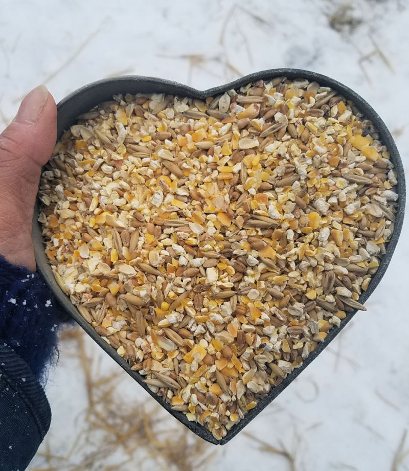 Scratch Grains | Winter Treat for Chickens - Fresh Eggs Daily® with ...