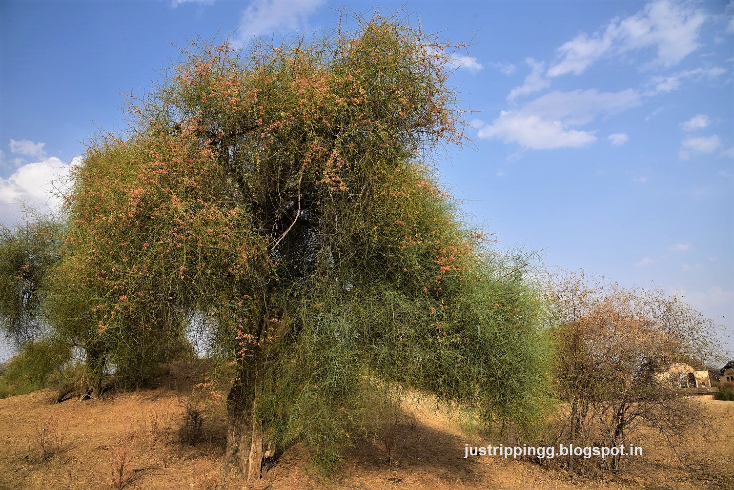 Just Tripping!: A View to the Starry Kareel