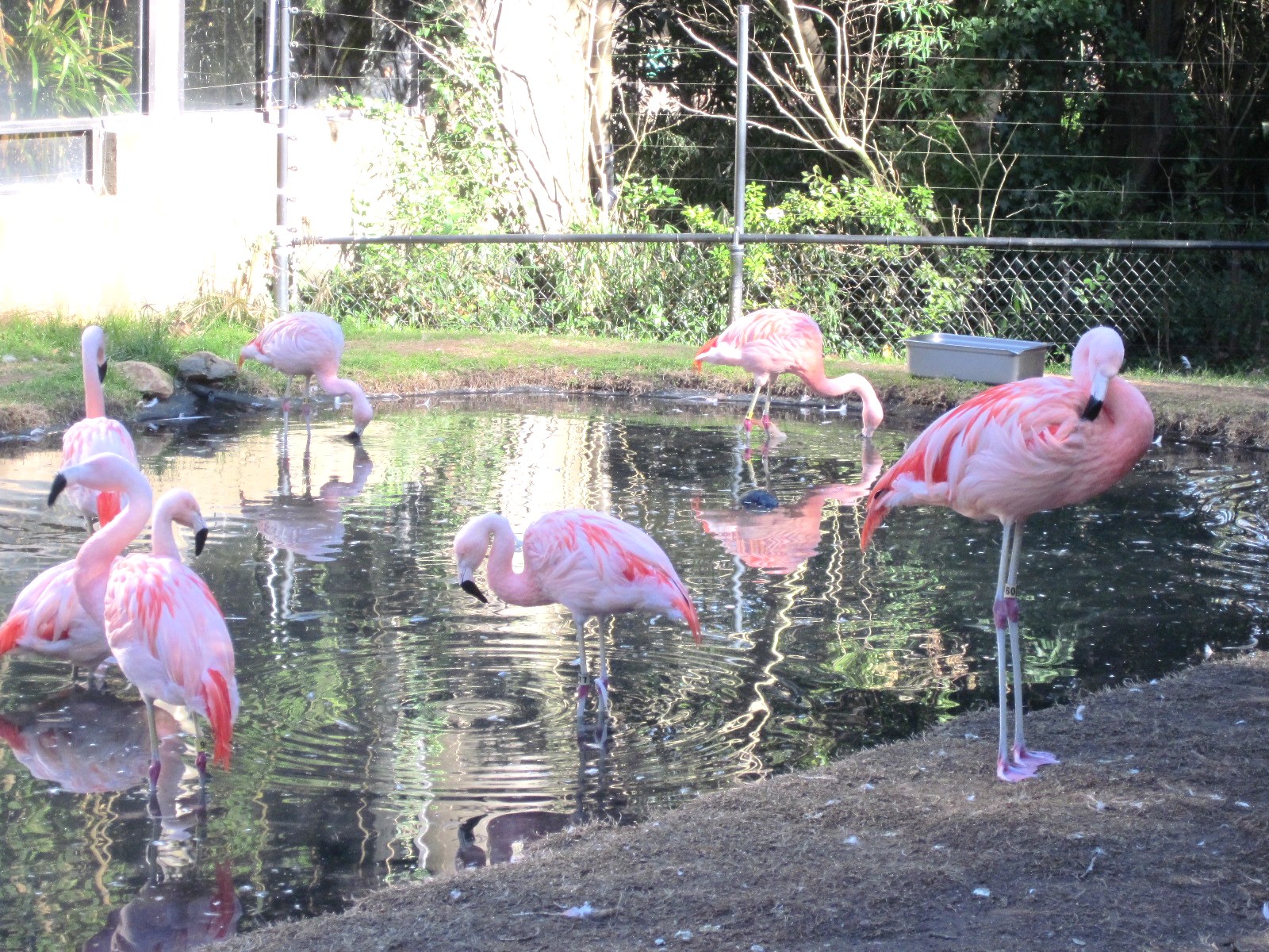 Travel NC With Kids: North Carolina Zoo Aviary - So Much Beauty Under ...