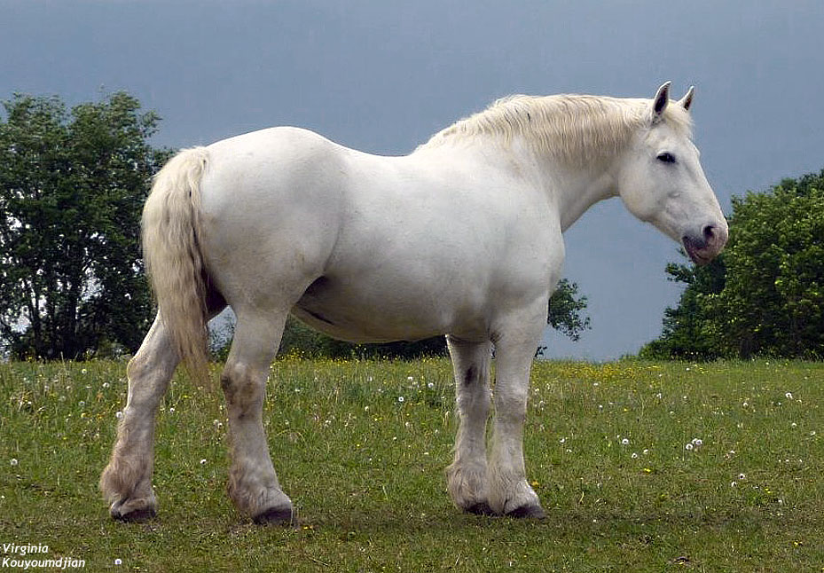Percheron International: Belle des Choux Est Partie