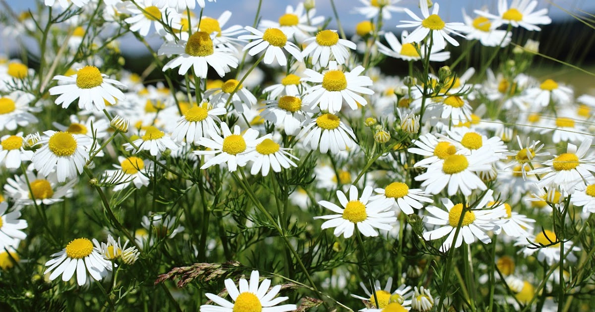 MAFERBA en el MUNDO : MANZANILLA