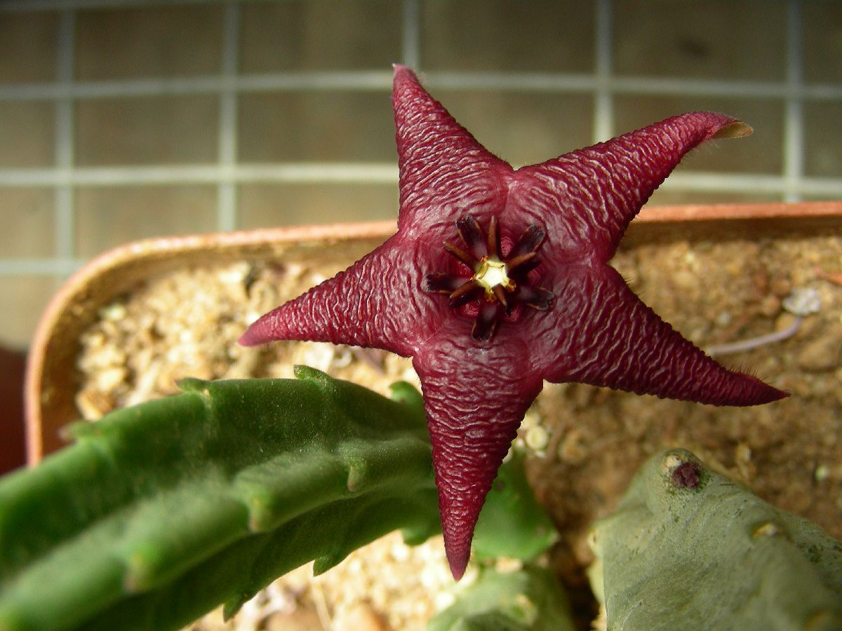 STAPELIA SPECIES ~ Cactus and suculents