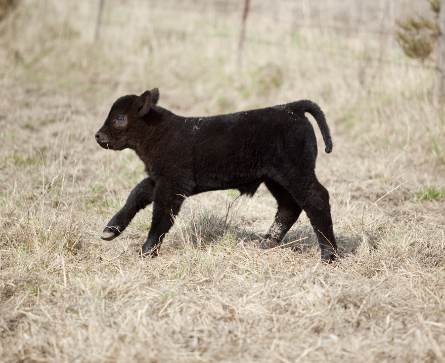 RCC Blog: 5 pictures - 3 calves - Different types of cows - GOOD BIM calves