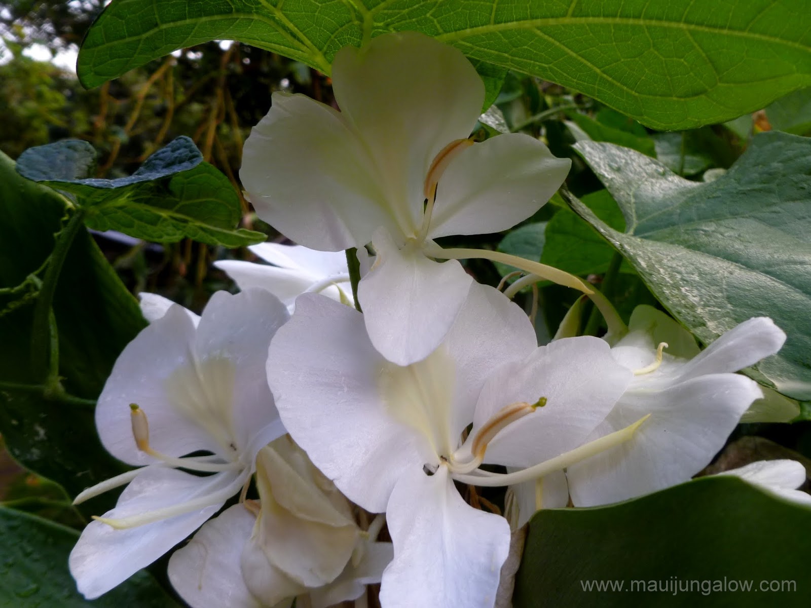 Maui Jungalow: Flowering White Ginger