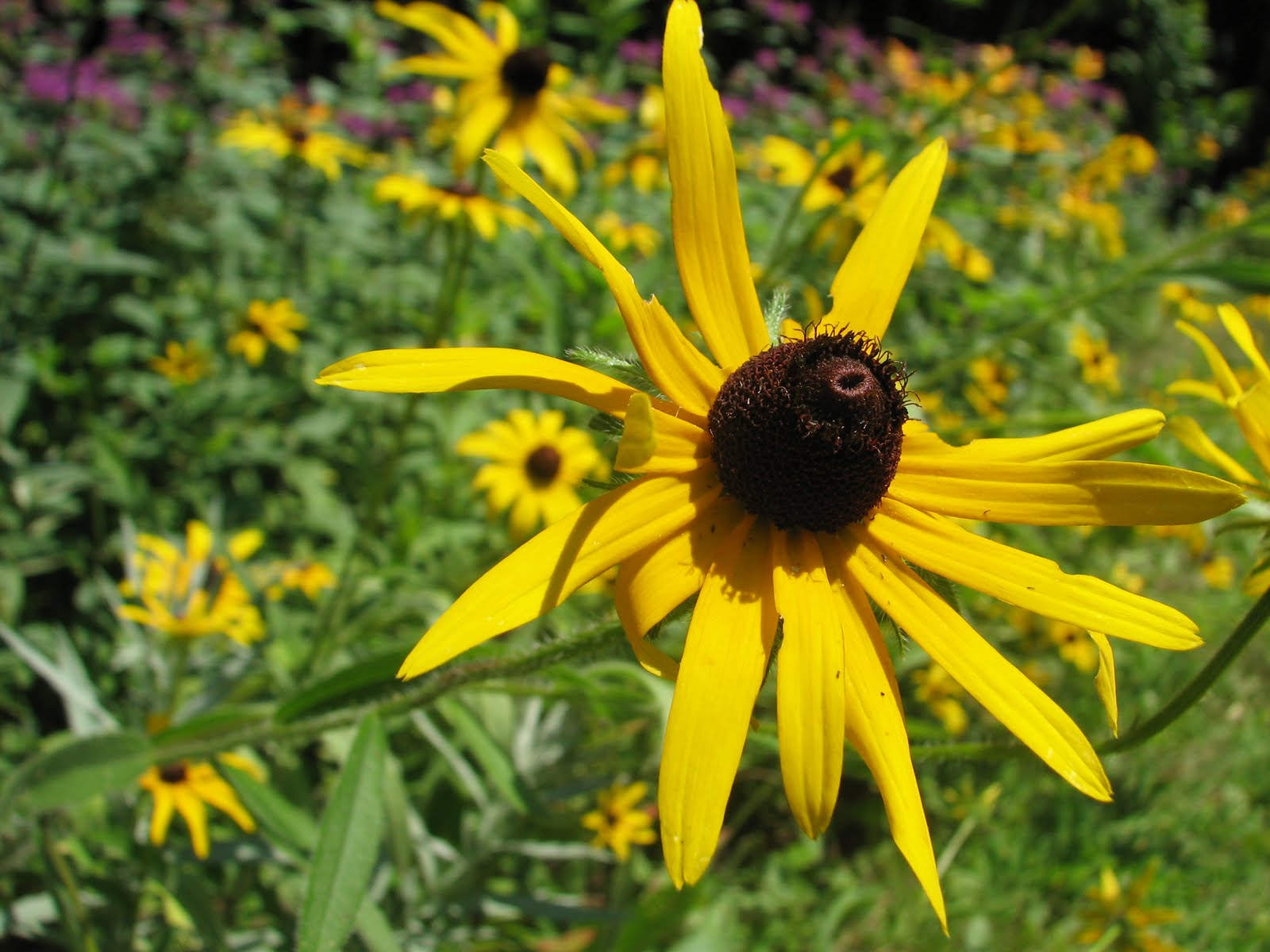 Common New England Perennials at Helen Phillips blog