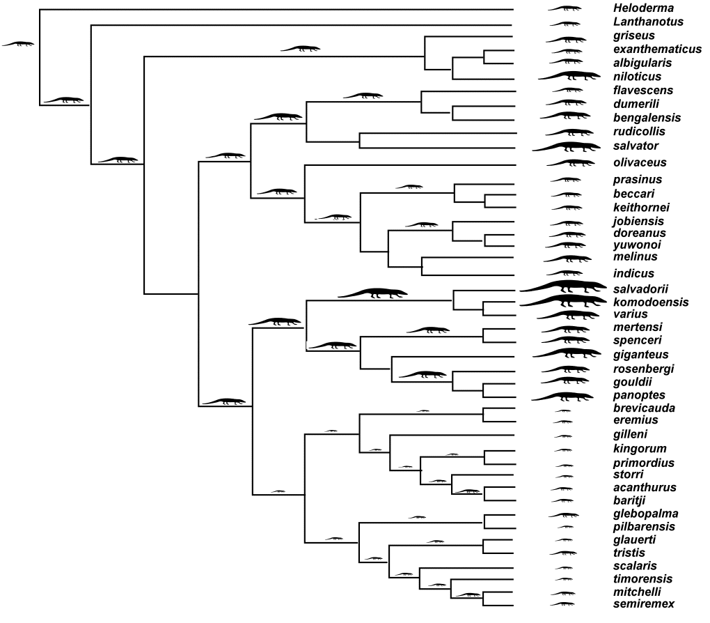 Los varanos. Corazón de dragón
