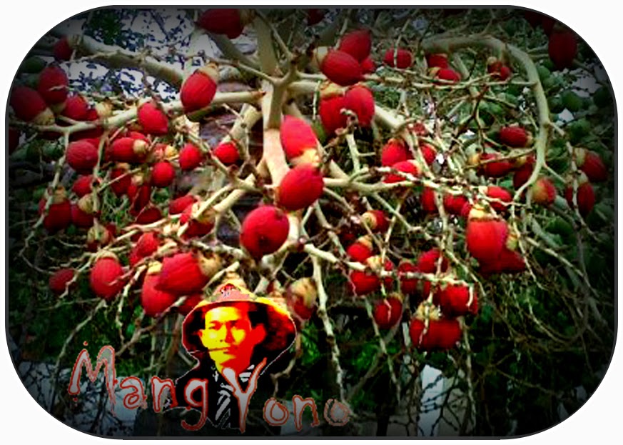 Cara pembibitan palem dari biji biar cepat tumbuh tunas dan akar