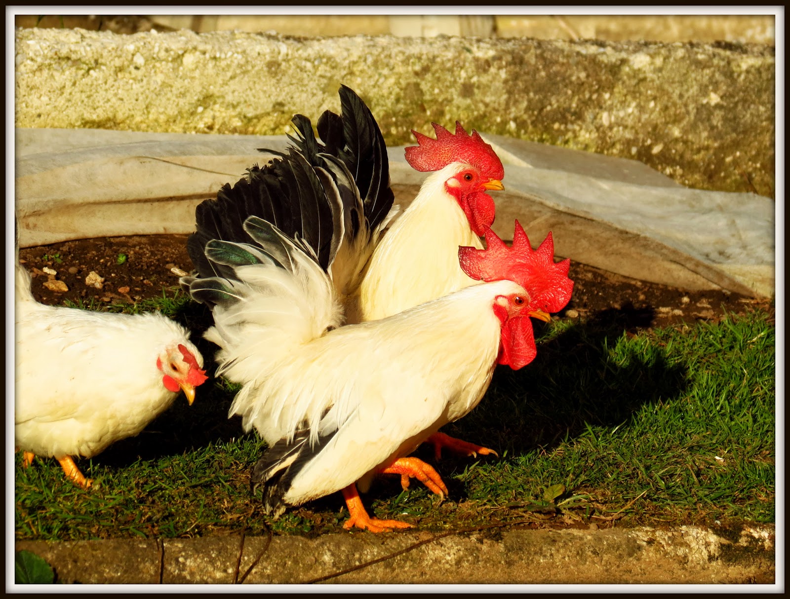 Sussex kokoši, Australorp kokoši, Chabo kokoši: Kokoši Chabo (šabo)