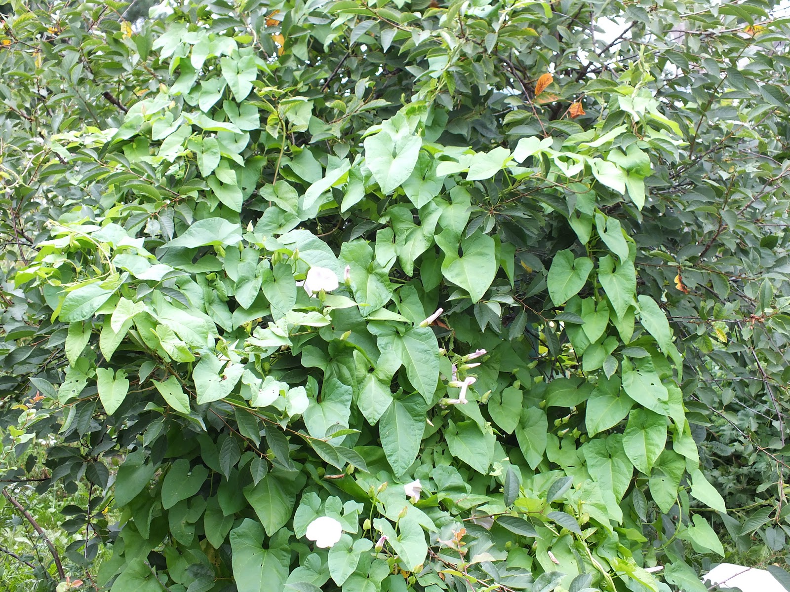 Free Textures and images: Bush texture-high resolution