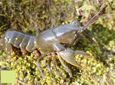 NeuroDojo: Tuesday Crustie: West Virginia’s rarest