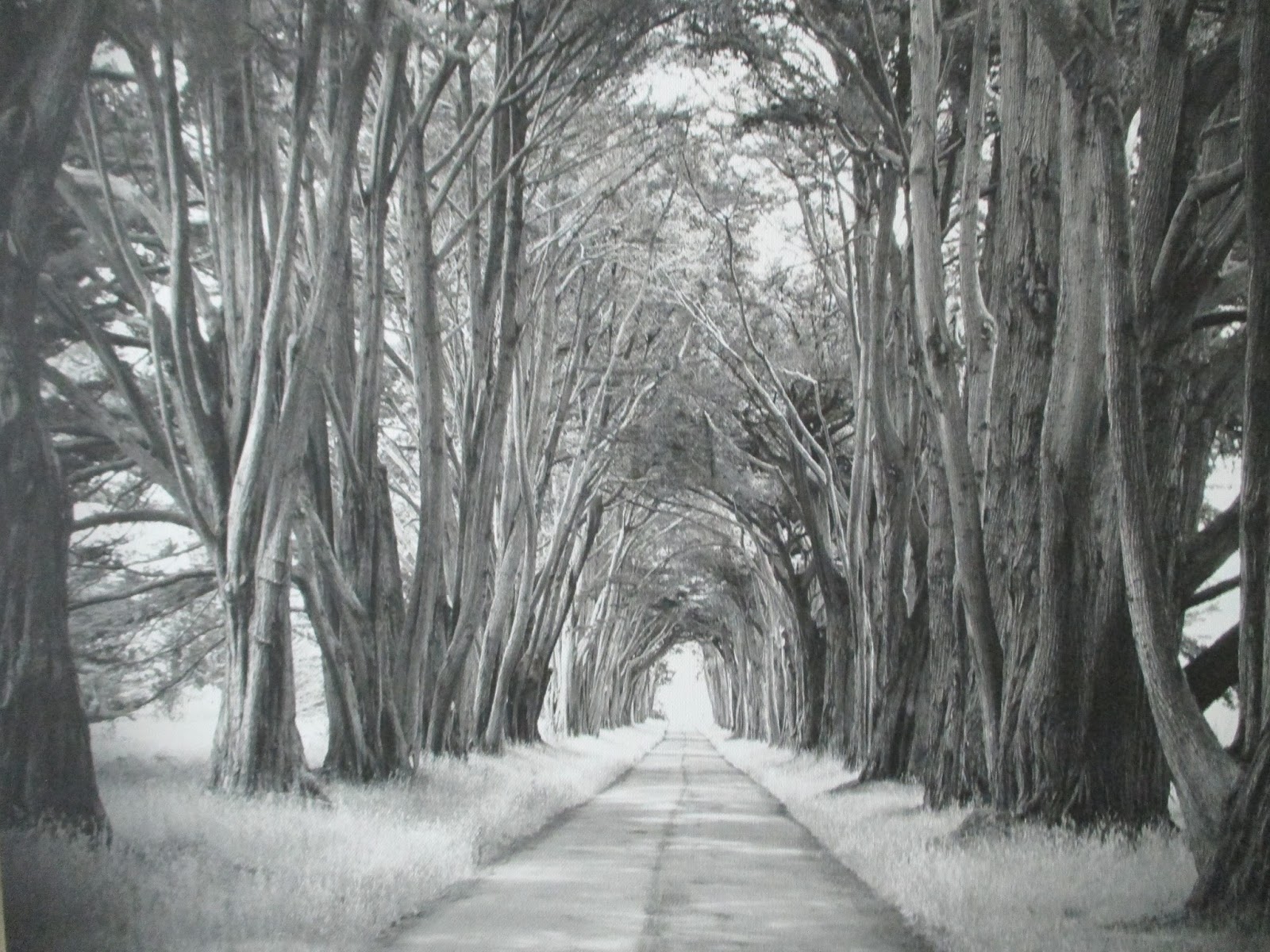 It’s All About Story: The Sinister Folklore of Trees