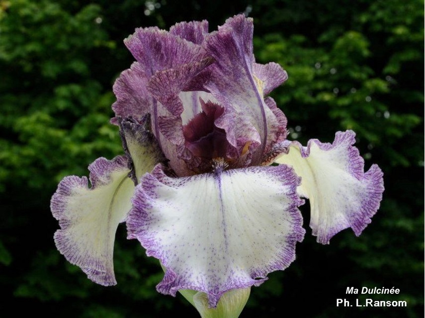 World of Irises: French Irises and Their Hybridizers