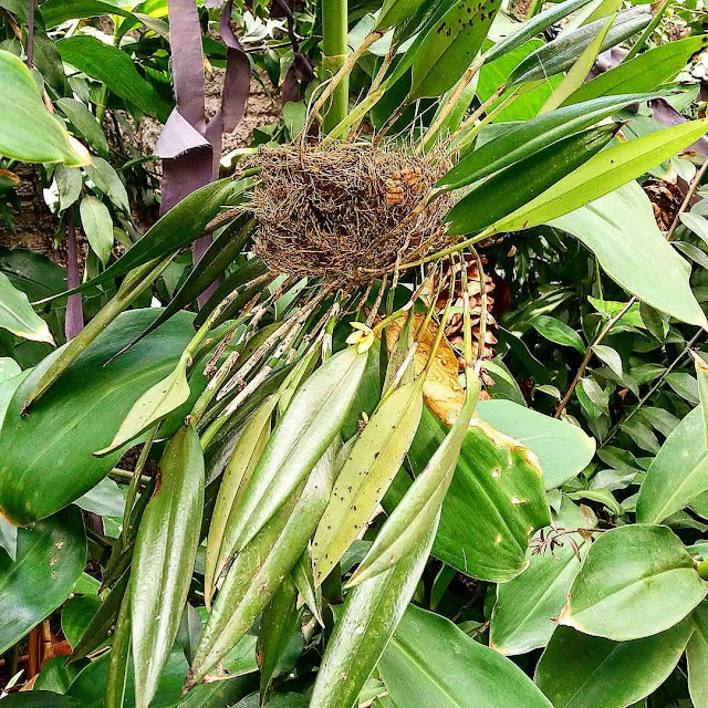 Octomeria grandiflora