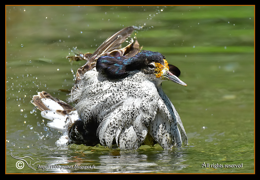 WILDLIFE GATEWAY: Chevalier combattant ou Combattant varié au bain
