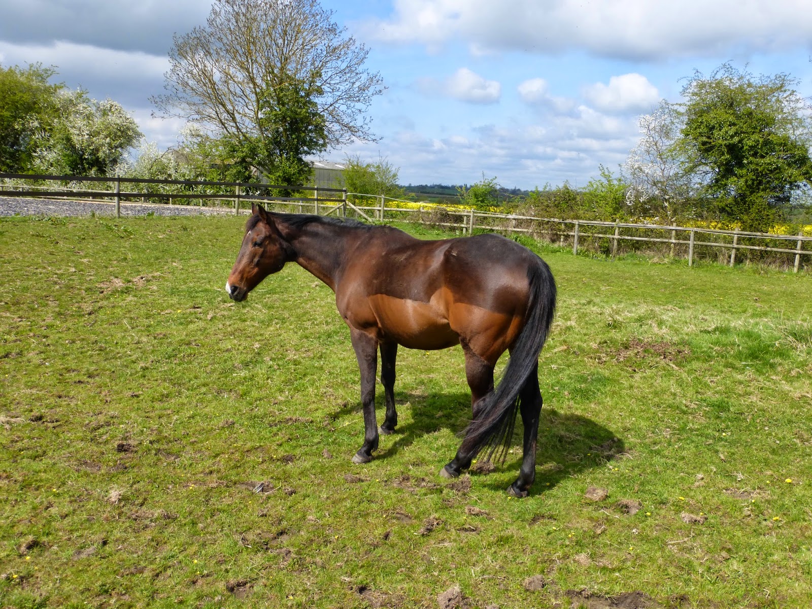 Horse Life and Love: Beautiful sunshine, shiny horses!